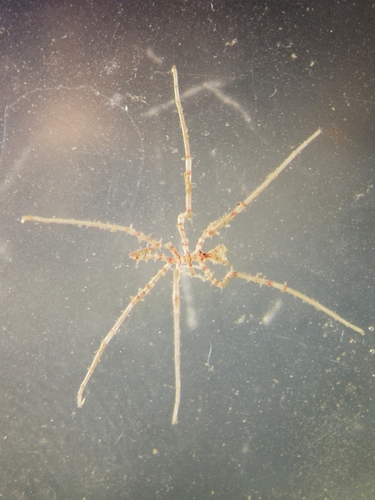 Nymphon brevirostre · iNaturalist United Kingdom