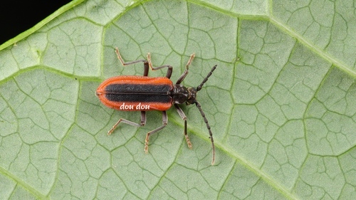 Ischalia anhuiensis · iNaturalist