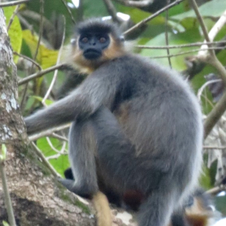 Capped Lutung in March 2020 by Rajiv R · iNaturalist
