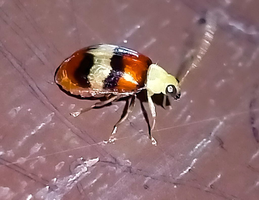 Monolepta orientalis from Assam 788726, India on August 20, 2020 at 09: ...