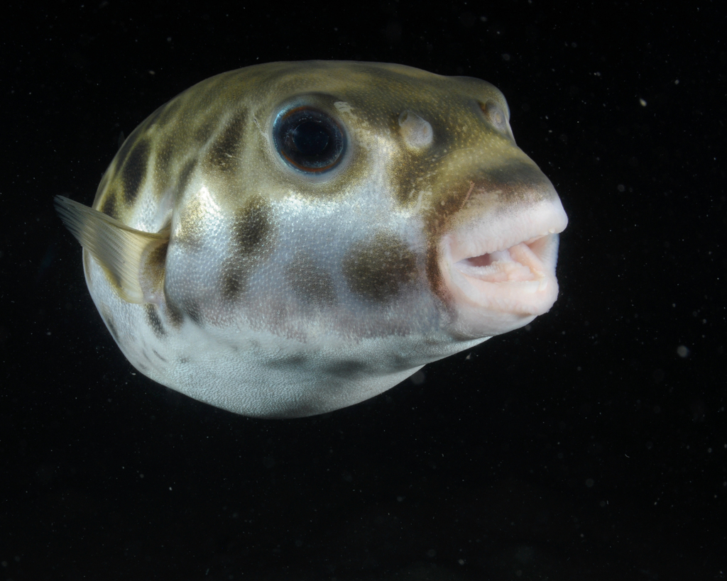 Prickly Toadfish from Rye Pier shore dive, Rye, VIC, Australia on ...