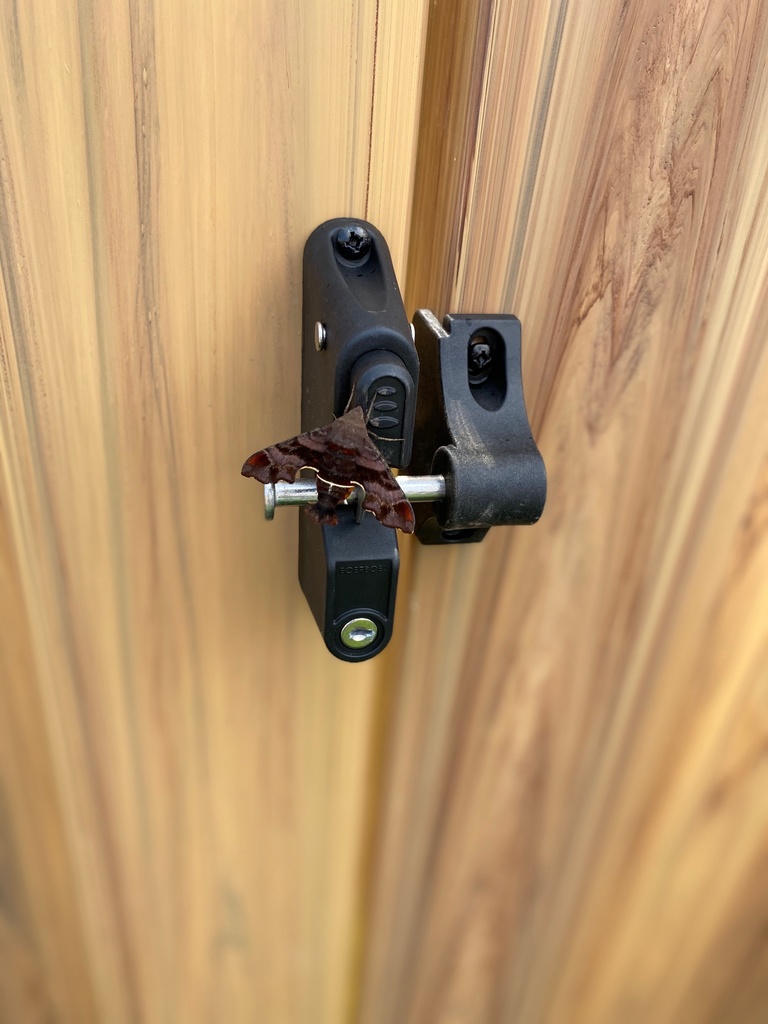 Nessus Sphinx from Staten Island, New York, NY, US on August 19, 2020 ...