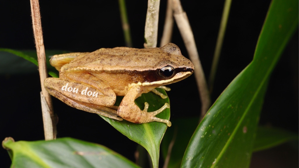 Chungan sucker frog from 中国福建省南平市武夷山 on July 14, 2020 at 11:03 PM by 豆豆 ...