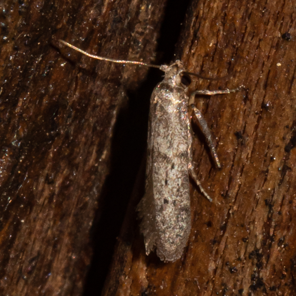 Hypatopa punctiferella from Anne Arundel County, MD, USA on August 4 ...