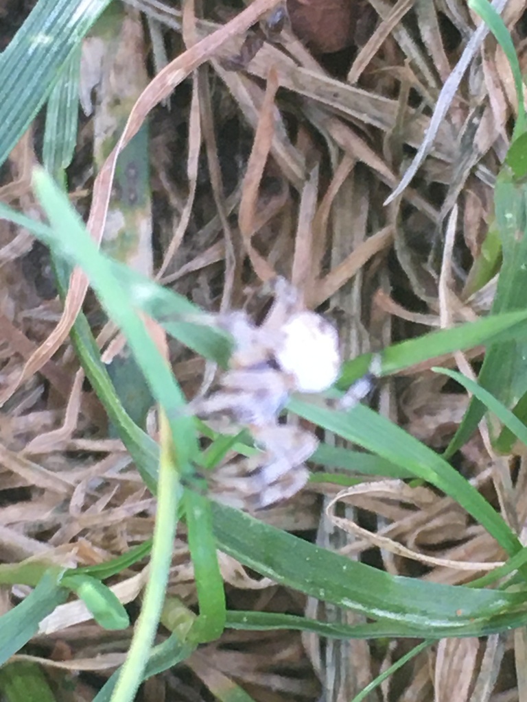 Spiders from S Lake Ave, Pasadena, CA, US on August 21, 2020 at 10:39 ...