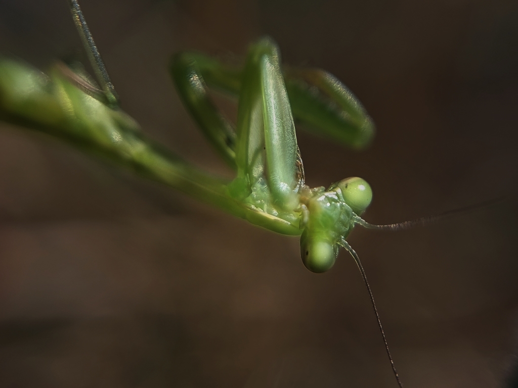 European Mantis from Buerba on August 21, 2020 at 06:38 PM by Marc ...