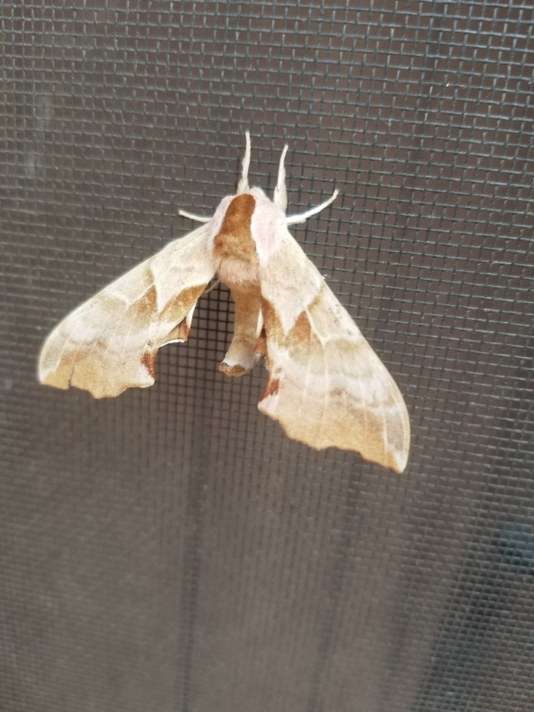 Southwestern Eyed Sphinx from Hathaway Pines, Avery, CA 95247, USA on ...