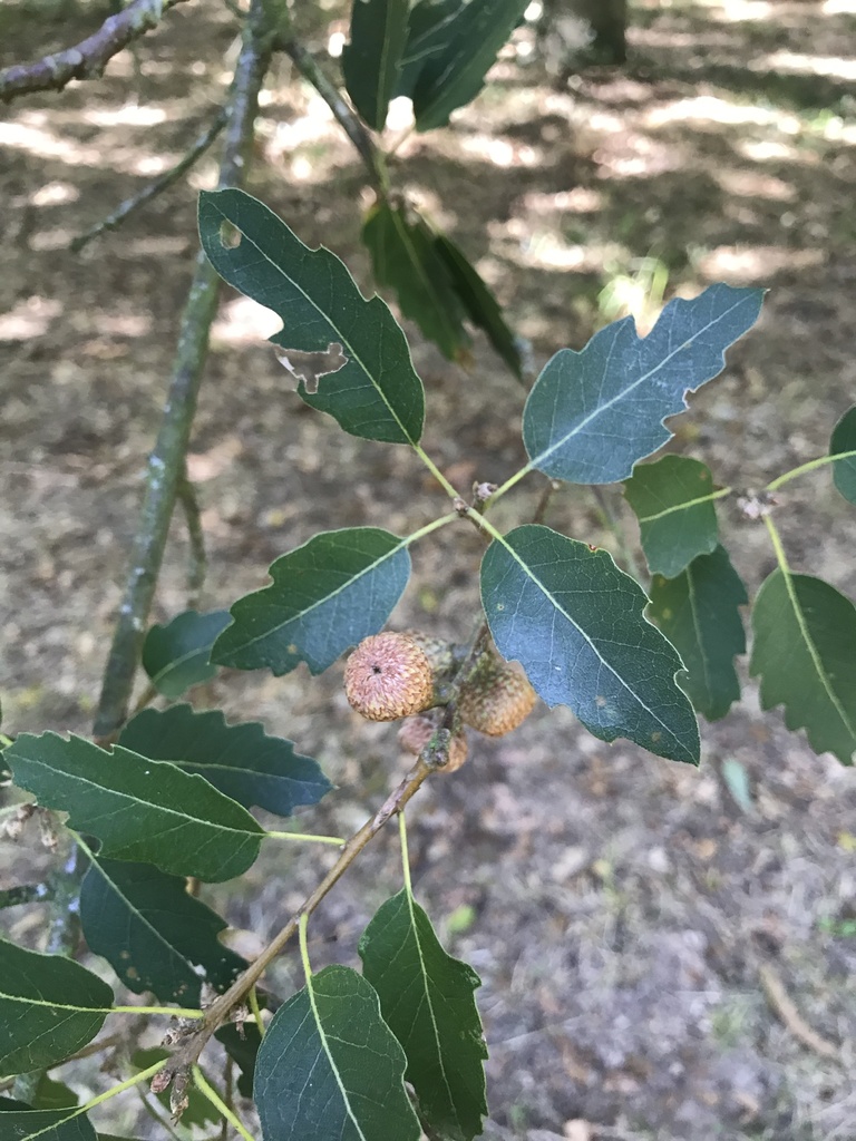 Kew Oak (Quercus × kewensis) - Botanical Realm