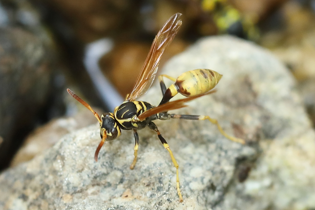 Western Paper Wasp from Angeles MRCA Open Space, Los Angeles ...