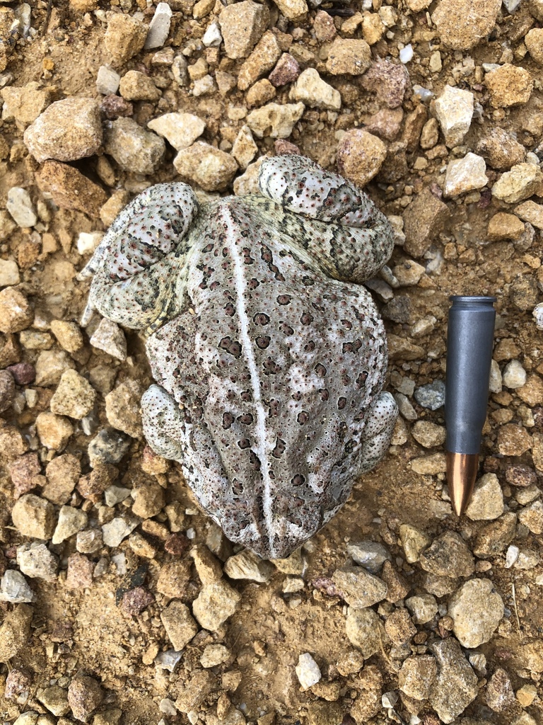 Woodhouse's Toad in August 2020 by akscoggin. Must have run it over ...