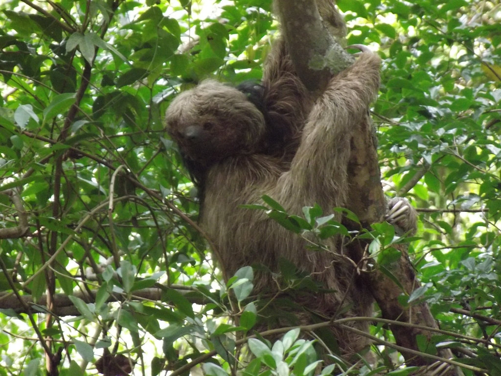 Maned Three-toed Sloth in August 2020 by luana teixeira · iNaturalist