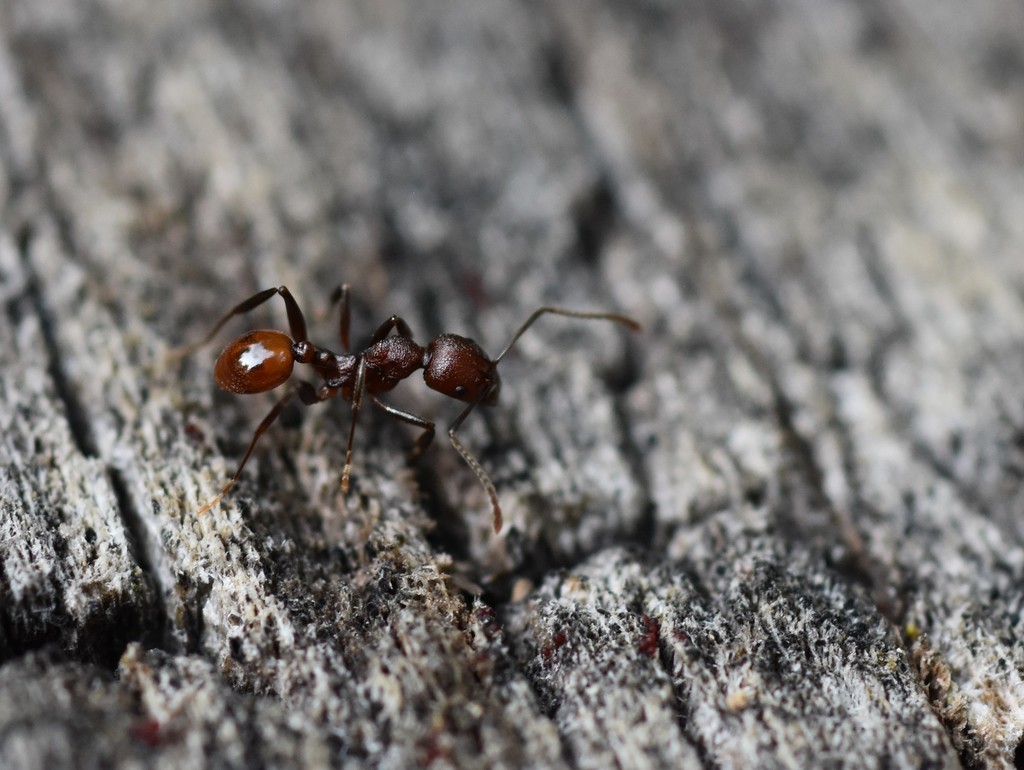 Tennessee Thread-waisted Ant from Sullivan County, TN, USA on August 21 ...