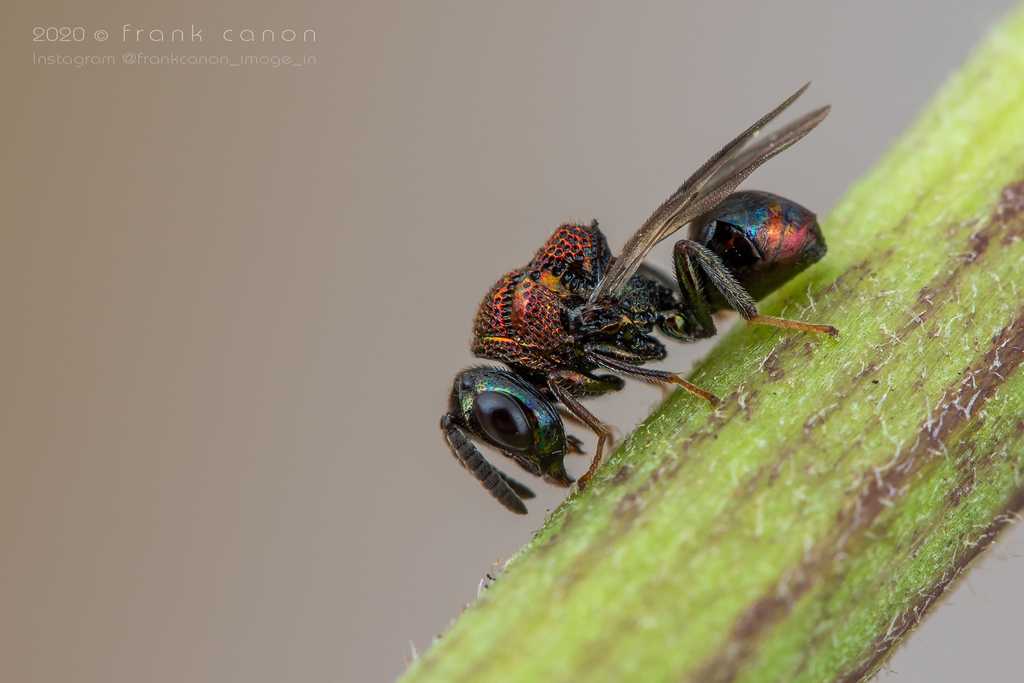 Perilampus aeneus from Fontaine-la-Mallet, France on August 22, 2020 at ...