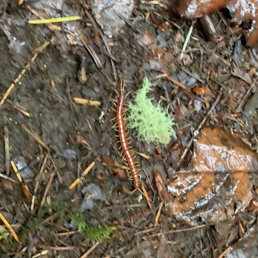 Scolopocryptops from Strait of Georgia, CA on August 21, 2020 at 08:38 ...
