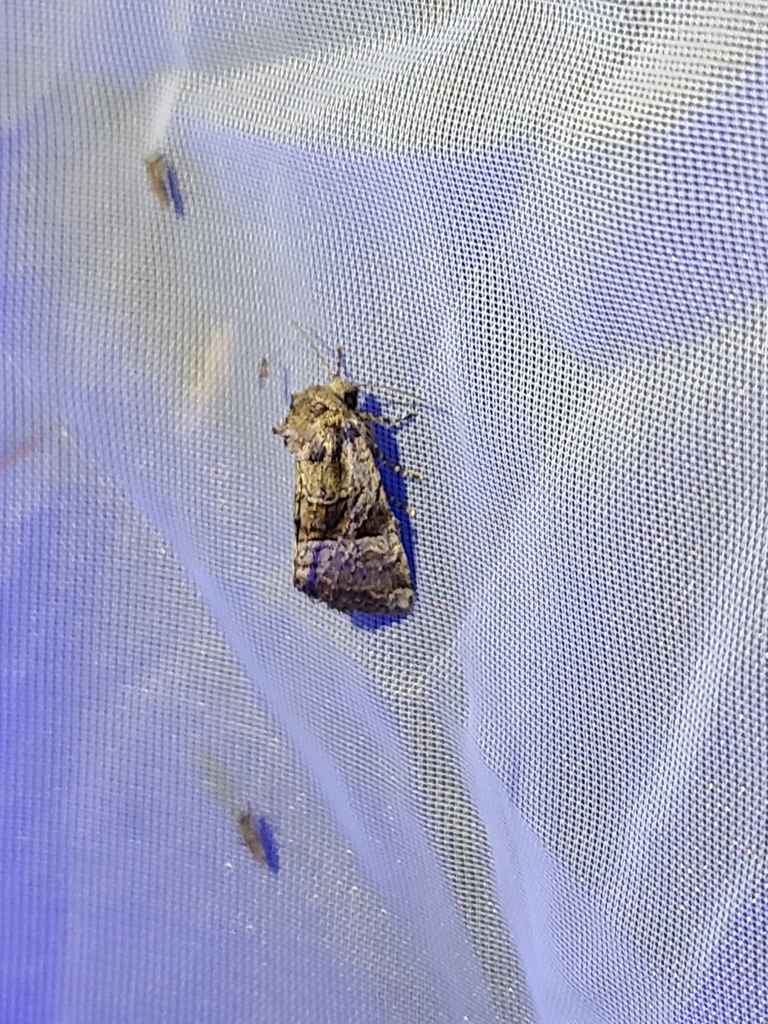 Cutworm Moths and Allies from Readstown, WI 54652, USA on August 21 ...
