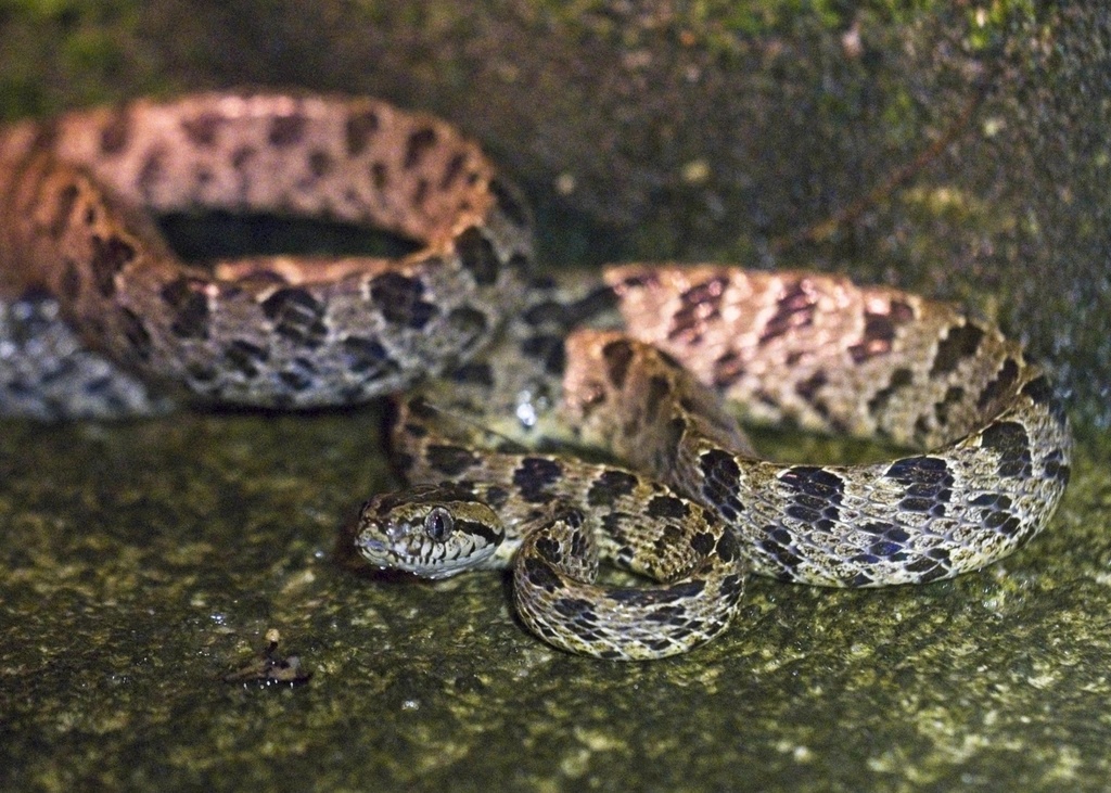 Many-spotted Cat Snake from Lamma Island, Lamma Island, New Territories ...