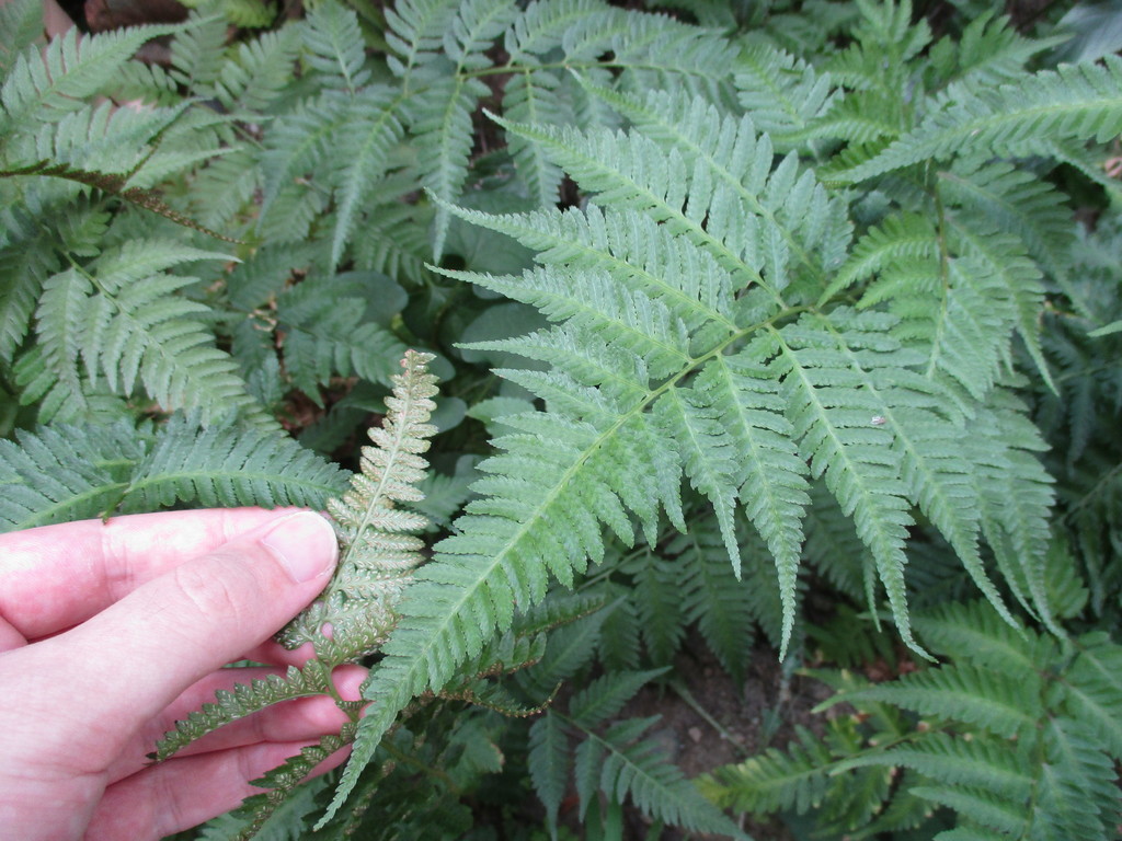 Japanese painted fern from 日本、埼玉県久喜市 on August 22, 2020 by Shohei ...