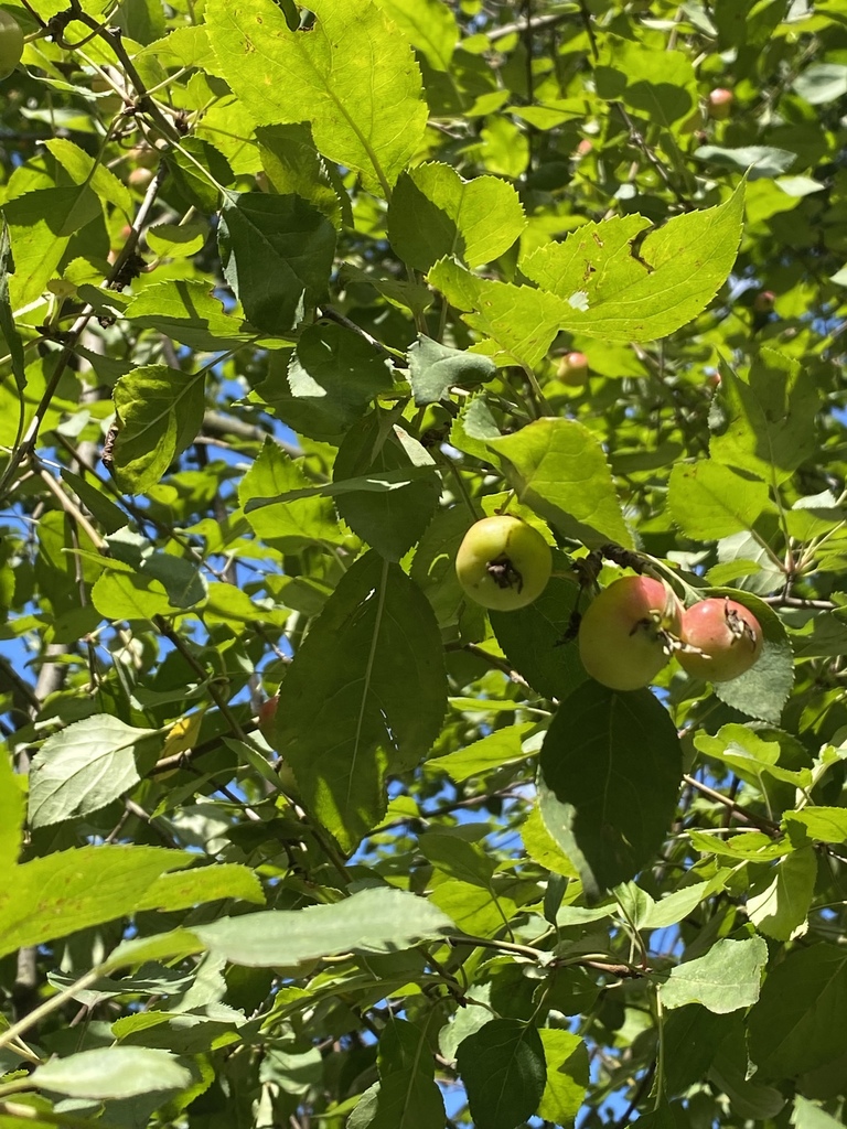 European Wild Apple from Загородное шоссе, Москва, Москва, RU on August ...