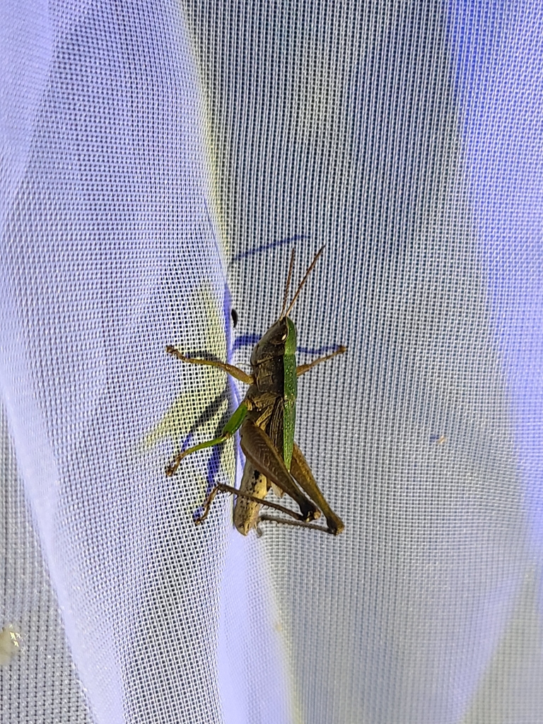 Short-winged Green Grasshopper from Readstown, WI 54652, USA on August ...