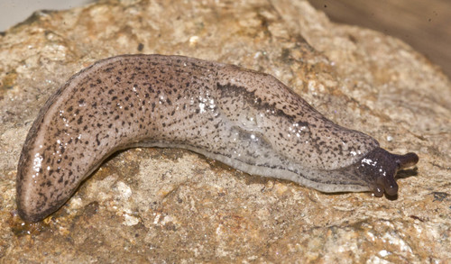 Spotted Keeled Slug | Native Nature