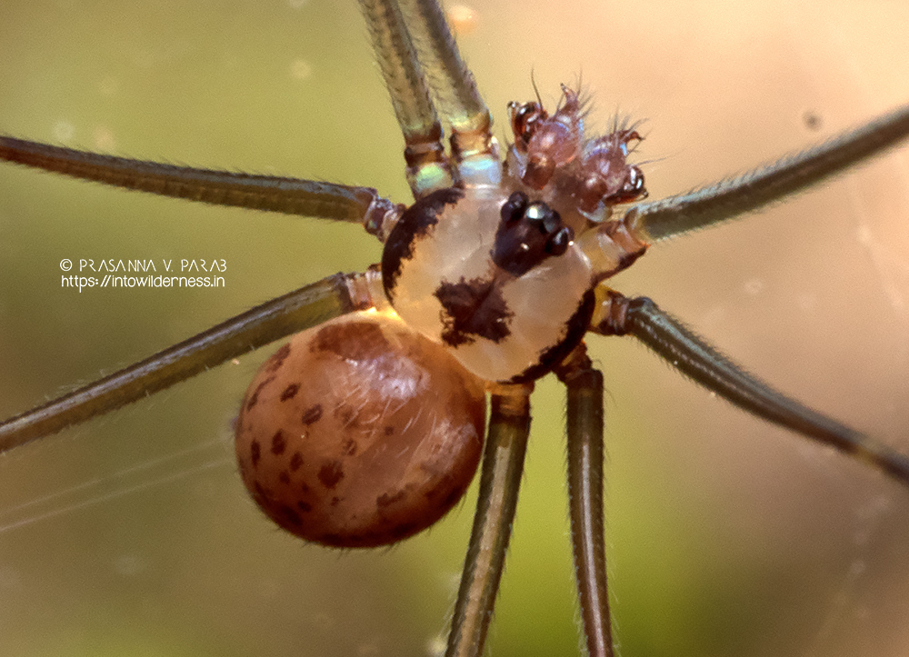 Althepus in December 2019 by Prasanna Parab · iNaturalist
