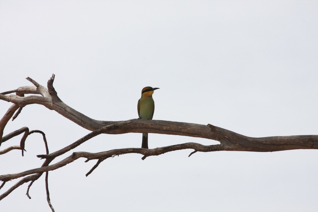 Rainbow Bee-eater from Morongla Rd., Cowra NSW 2794, Australia on ...