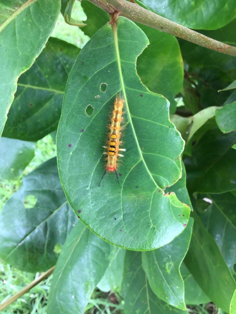 Cocoa Tussock Moth from Okinawa on August 22, 2020 at 10:17 AM by Kyle ...