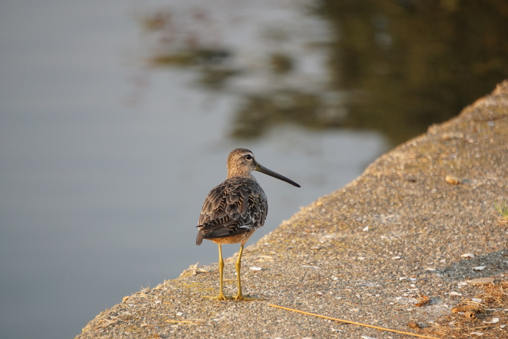 Long-billed Dowitcher from Lakeside Park, Oakland, CA, US on August 22 ...