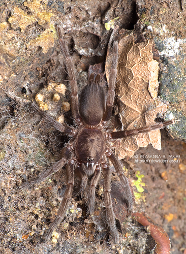 Genus Plesiophrictus · iNaturalist