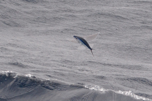 Limpid-wing Flyingfish (Cheilopogon unicolor) · iNaturalist United Kingdom