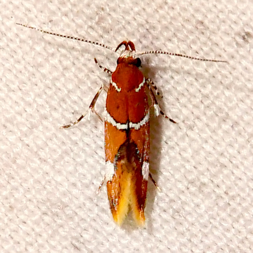 Suzuki's Promalactis Moth from Mastic, NY, USA on August 21, 2020 at 10 ...