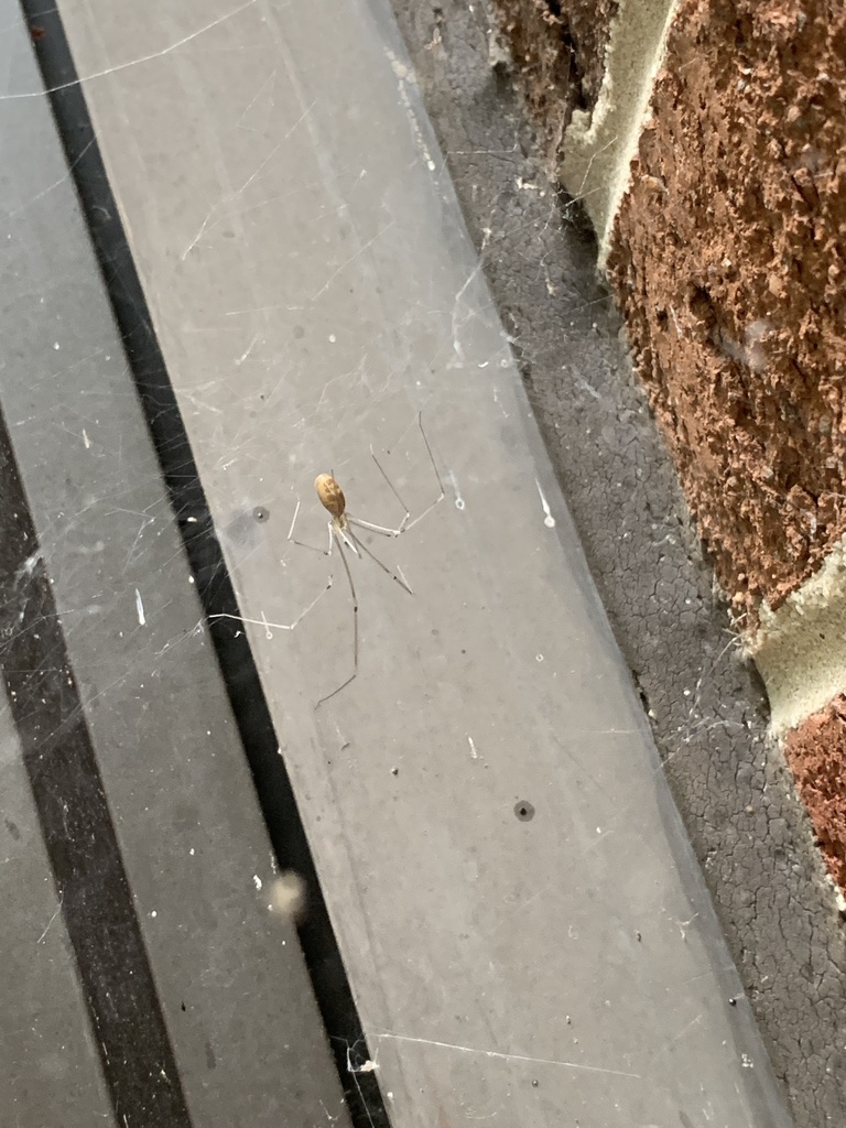 Cellar Spiders from NC State University, Raleigh, NC, US on August 22 ...