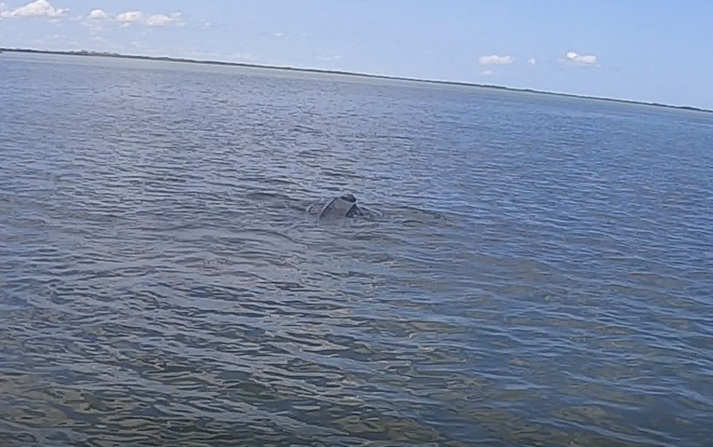 Leatherback Sea Turtle in May 2020 by Andrew Orgill. Injured turtle ...