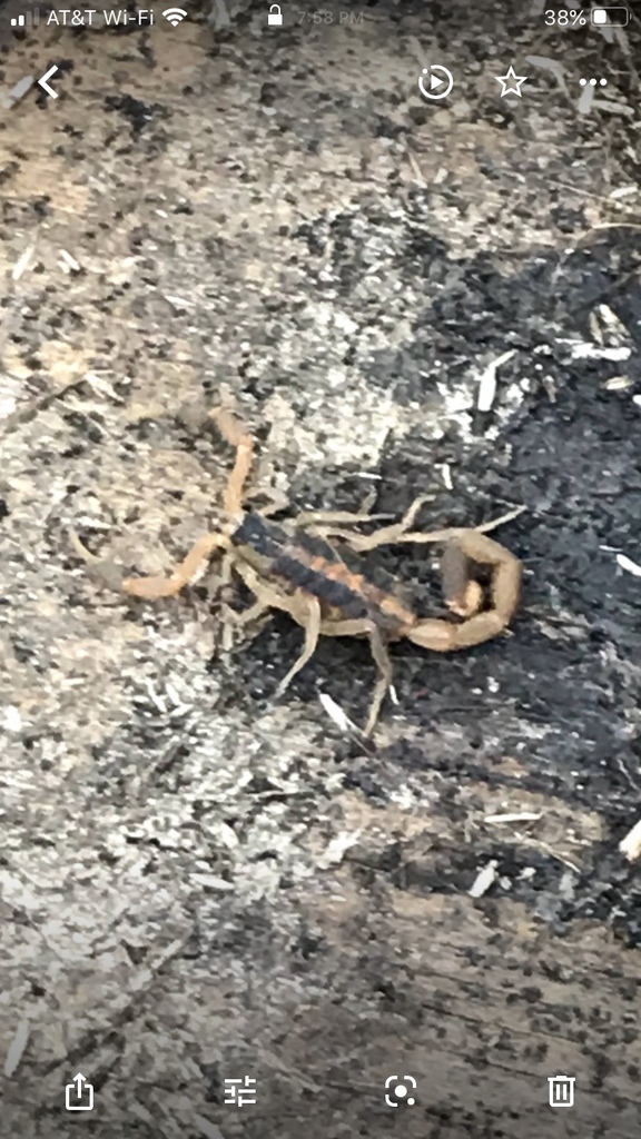 Striped Bark Scorpion from Lancing, TN, US on August 21, 2020 at 07:58 ...