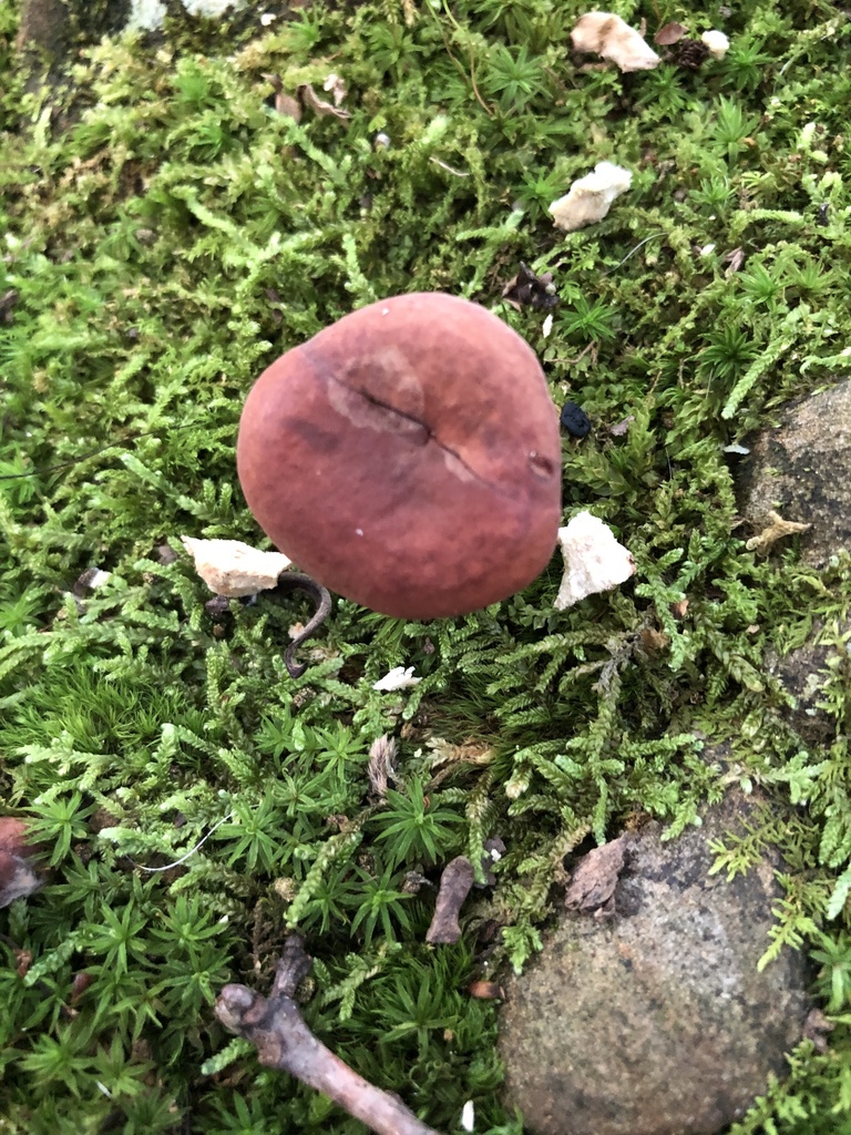 Curry Milkcap from E Curby Rd, English, IN, US on August 19, 2020 at 08 ...