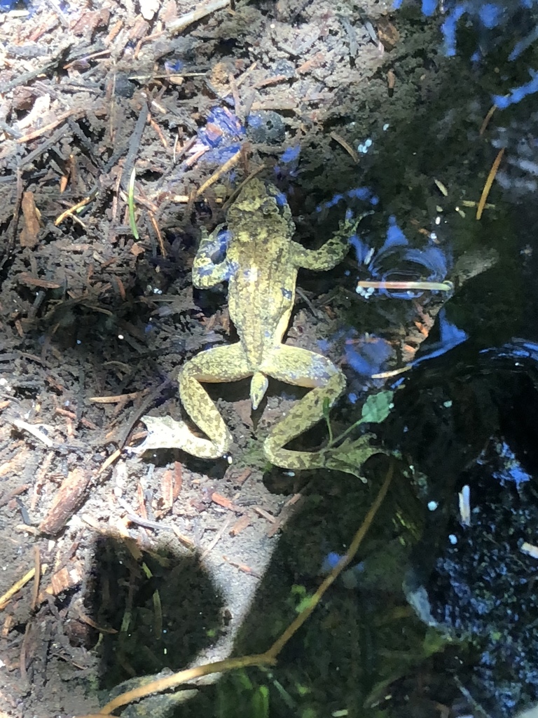 Rocky Mountain Tailed Frog from Saint Ignatius, MT, US on August 22 ...