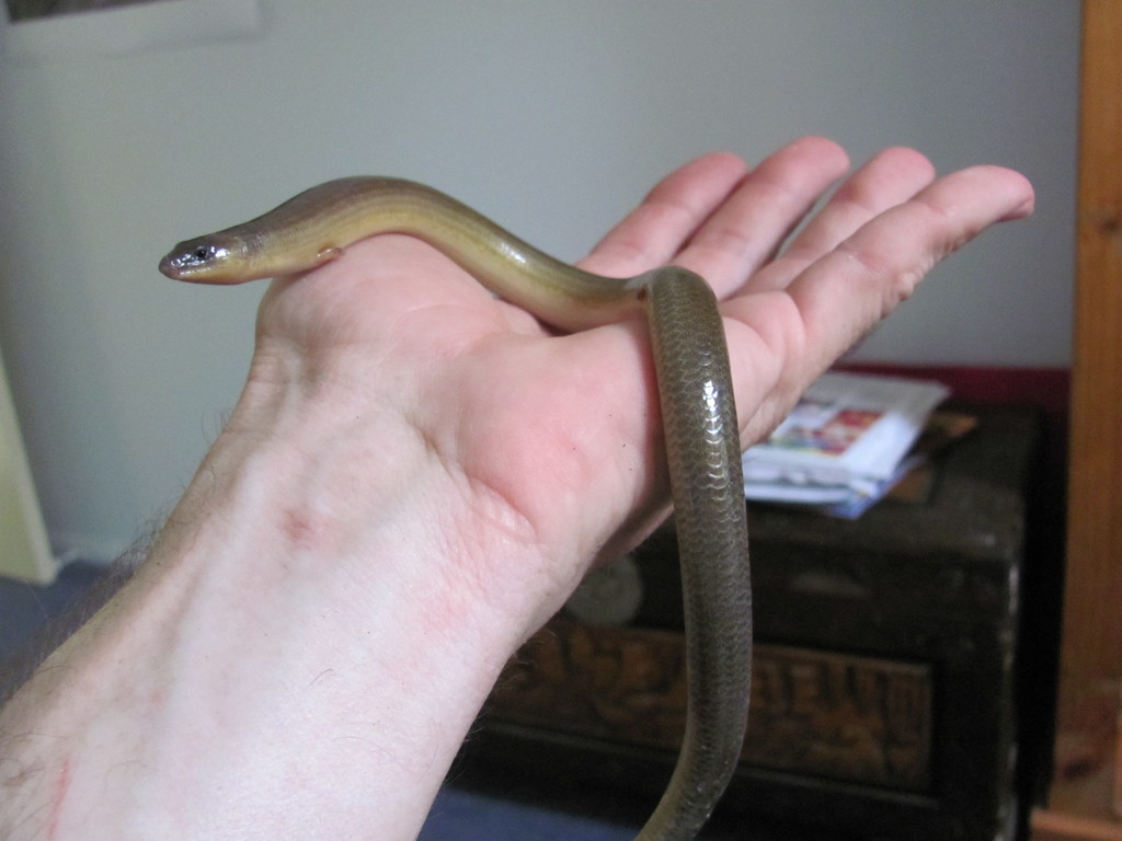 Three-clawed Worm-skink from Tallegalla QLD 4340, Australia on October ...