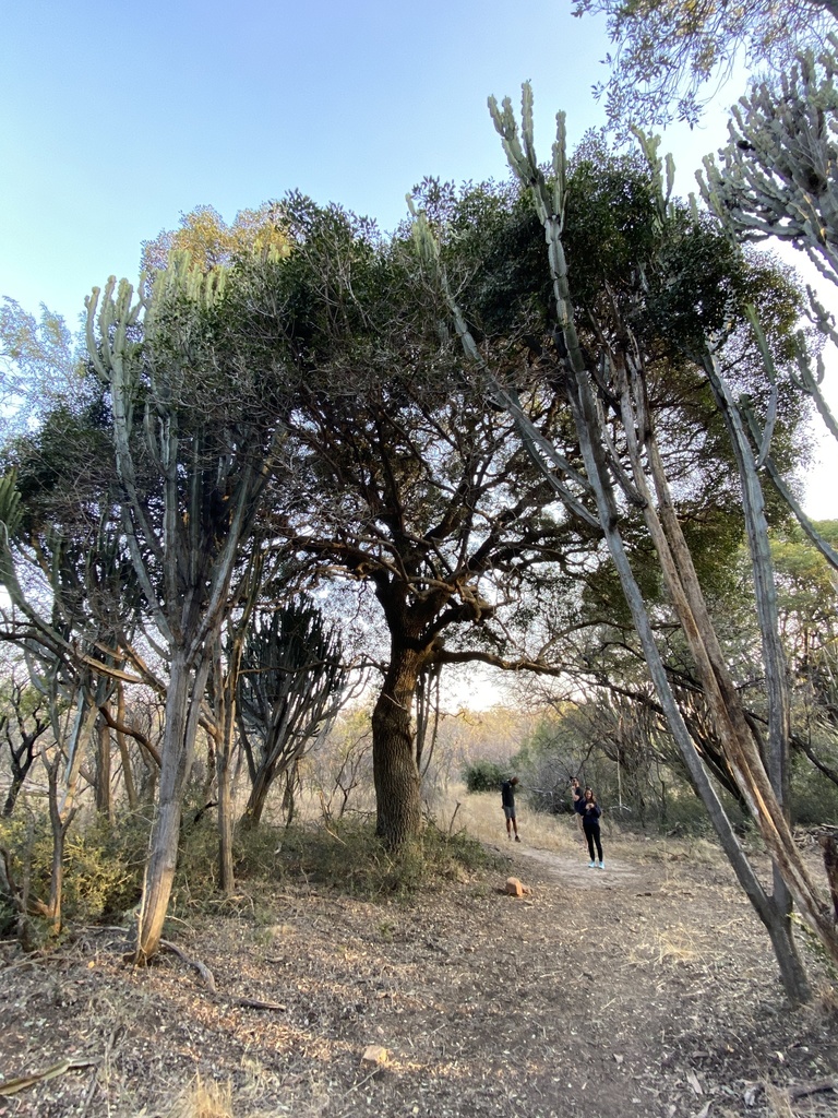 Transvaal Red Milkwood from NW, ZA on August 21, 2020 at 05:12 PM by ...