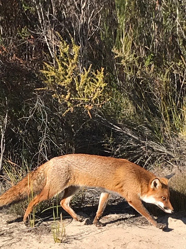 Red Fox from D'Entreacasteaux National Park, Scott River East, WA, AU ...