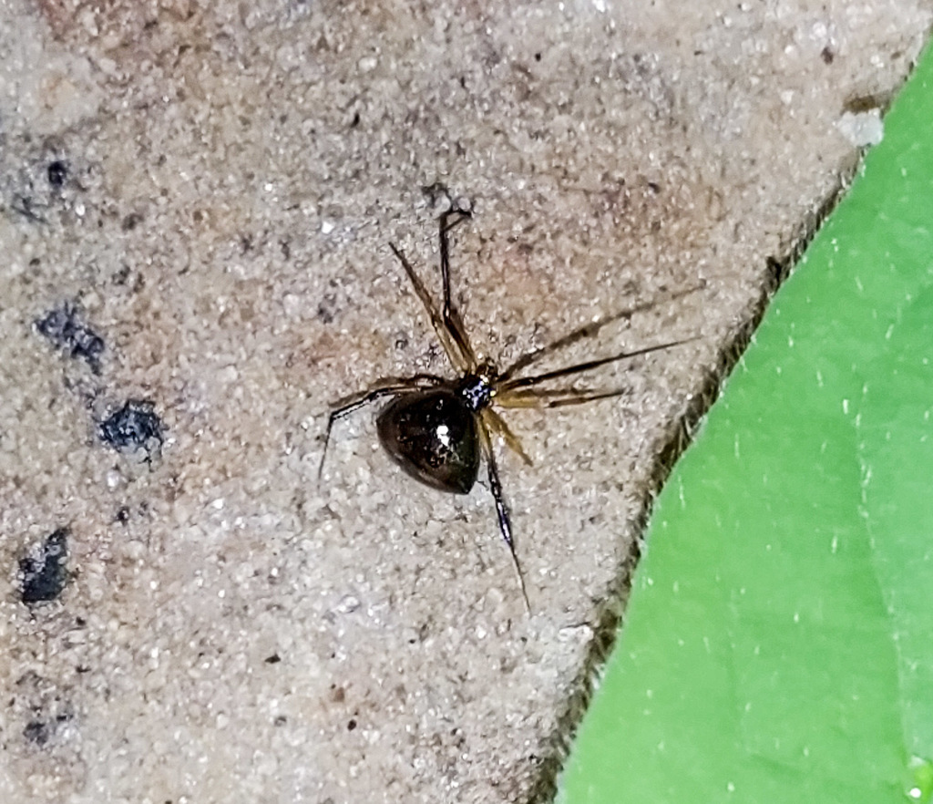 Janula from Karimganj, Assam, India on August 22, 2020 by Comely Gassah ...