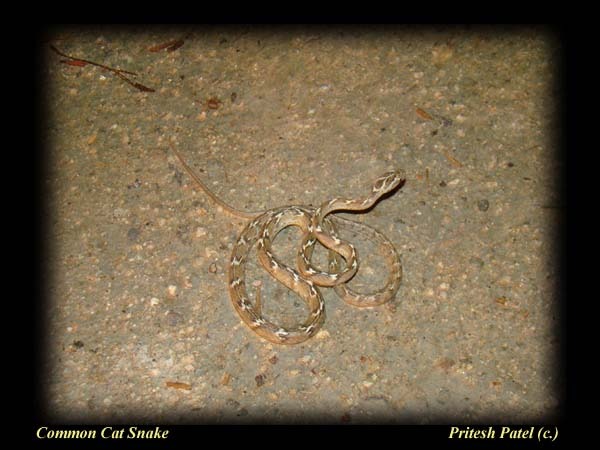 Common Cat Snake from Jambughoda Wildlife Sanctuary on October 07, 2008 ...