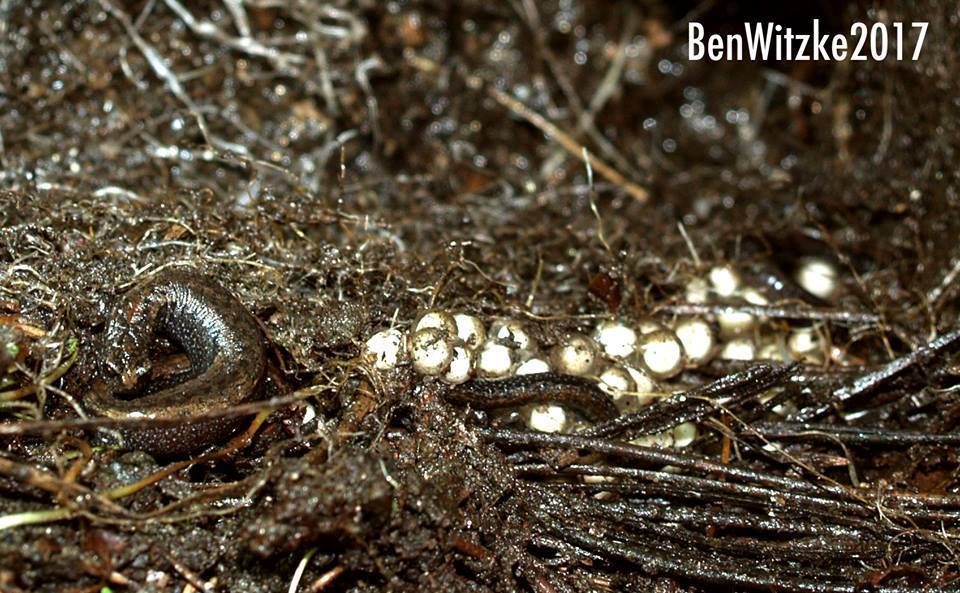 Relictual Slender Salamander in April 2017 by Ben Witzke. More than a ...
