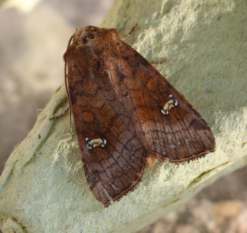 Ear Moths from Pielisen Karjala, Suomi on August 22, 2020 by Maarit ...