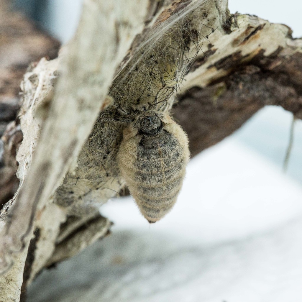 Rusty Tussock Moth from Fairbanks North Star, AK, USA on August 03 ...
