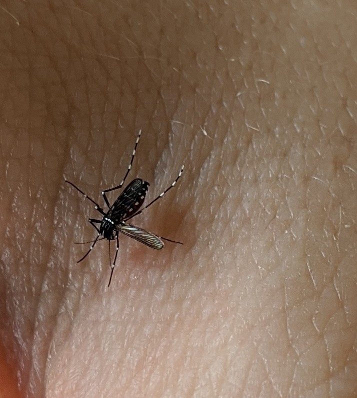 Asian Tiger Mosquito in August 2020 by Alissa Fraser · iNaturalist