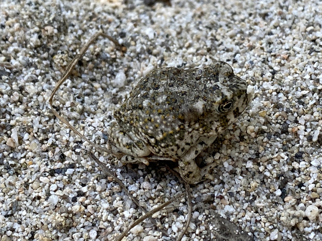Arroyo Toad in August 2020 by Chris DeGroof. Six seen in the area ...