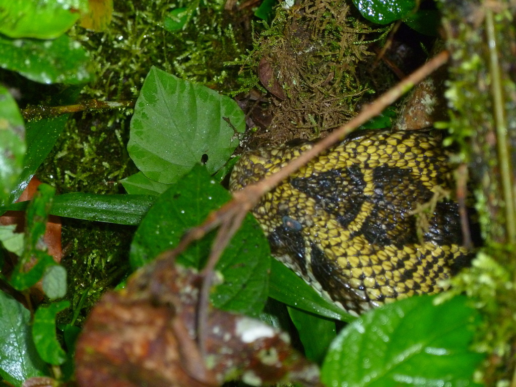 Ethiopia Viper (Bitis parviocula) - Snakes and Lizards