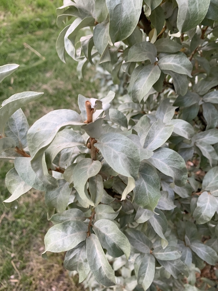 Silverberry from Sept-Îles, QC, CA on August 23, 2020 at 06:43 PM by ...