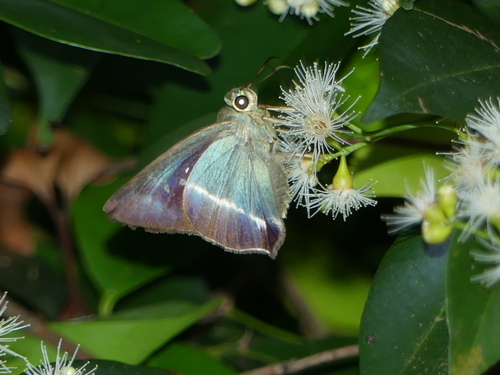 White Banded Awl (Hasora taminatus) · iNaturalist