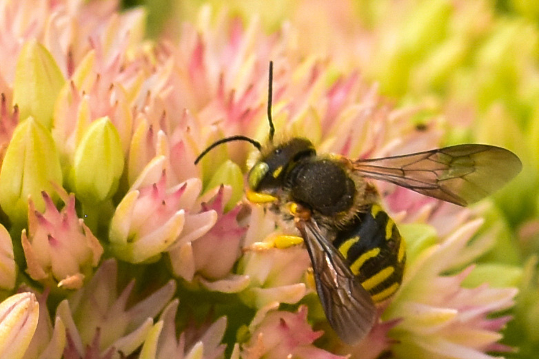 Oblong Woolcarder Bee from Villawood Ln, Webster Groves, MO, US on ...